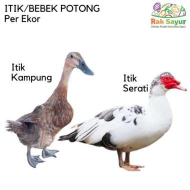 Jual Itik Ayam Kampung Original Murah - Harga Diskon Maret 2023 ...
