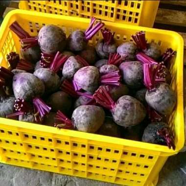 Buah Bit Segar [500 gr & 1kg] 🔥 - Harga Grosir Terbaik Mei 2026