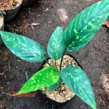 Harga Homalomena Terbaru Juli 2022 |BigGo Indonesia