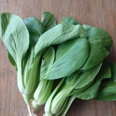 Pakcoy - Harga Termurah September 2021 | Blibli