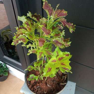 Harga myana Terbaru Jan 2025 |BigGo Indonesia