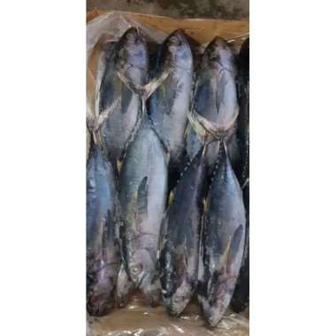 Jual Baby Tuna Frozen Termurah - Harga Grosir Terupdate Hari Ini | Blibli