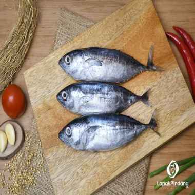 Jual Baby Tuna Frozen Termurah - Harga Grosir Terupdate Hari Ini | Blibli