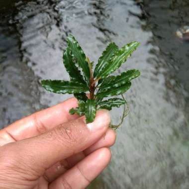 Harga Buce Terbaru Juli 2022 |BigGo Indonesia