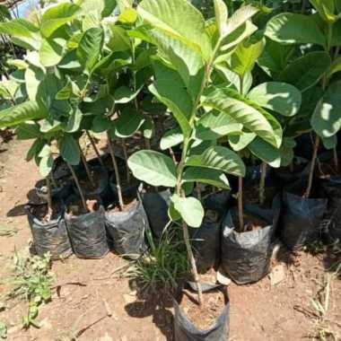 Jual Pohon Jambu Biji Merah 💯 Harga Murah & Kualitas Terbaik Juni 2026