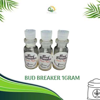 Jual Bud Salep Anggrek Original Murah - Harga Diskon Oktober 2022 ...