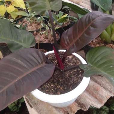 Jual Tanaman Hias Philodendron Black Original Murah - Harga Diskon ...