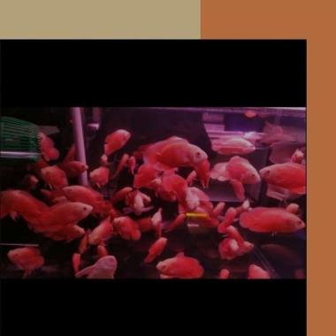 Jual Red Oscar Chili Terbaik Februari 2023 - Harga Murah & Gratis ...