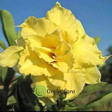 Jual Pohon Kamboja Kuning Original Murah - Harga Diskon November 2022 ...