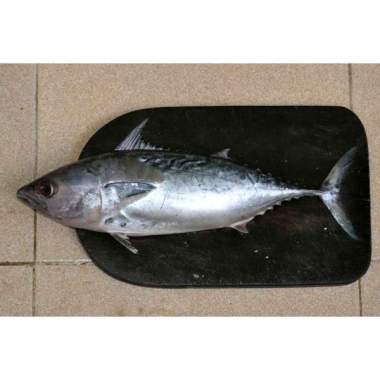 Harga Sisik Terbaru Desember 2022 |BigGo Indonesia