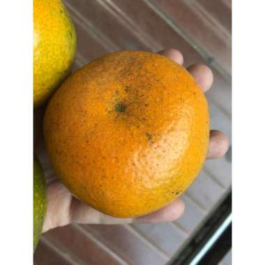 Jual Harga Jeruk 1 Kg Termurah - Harga Grosir Terupdate Hari Ini | Blibli