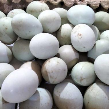 Jual 1 Butir Telur Murah - Harga Grosir November 2023 | Blibli