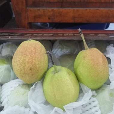 Jual Pier Buah Original Murah - Harga Diskon Desember 2022 | Blibli.com