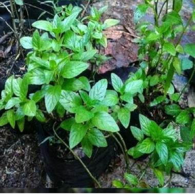 Pohon Peppermint Lengkap Harga Terbaru Juli 2023 | Blibli