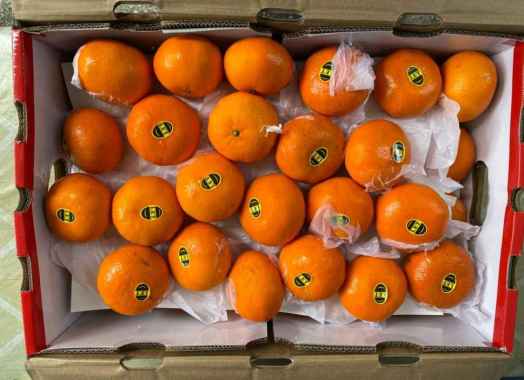 Jual Jeruk Wogan Mandarin Harga Grosir Juli 2024 - Blibli
