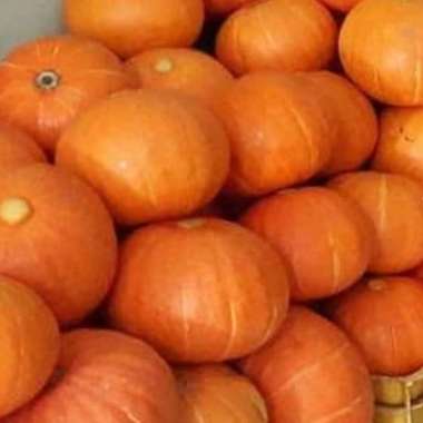 Jual Labu Orange Terbaru - Harga Promo Agustus 2023 | Blibli