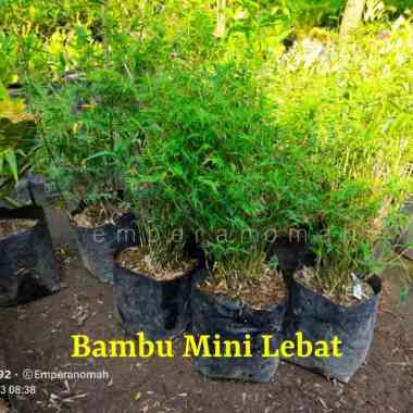 Jual Tanaman Bambu Mini Original Murah - Harga Diskon Juni 2024 ...