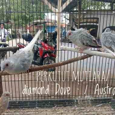 Jual Burung Perkutut Mutiara Original Murah - Harga Diskon Maret 2023 ...