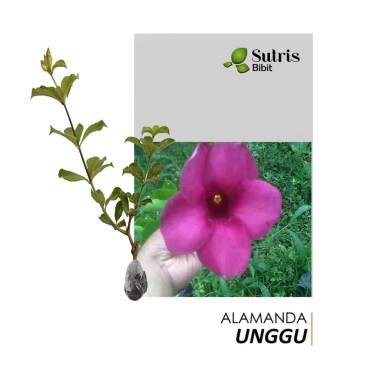 Paling Keren 17+ Gambar Bunga Rambat - Gambar Bunga Indah