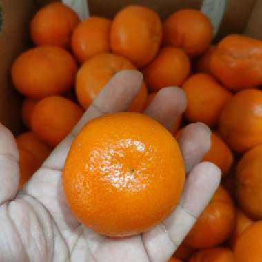 Jual Buah Jeruk Farm Fresh Pakistani Kinnow Jeruk Kino di Seller Clarif ...