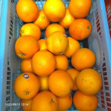 Harga Jeruk Sunkist Terbaru Okt 2025 | BigGo Indonesia
