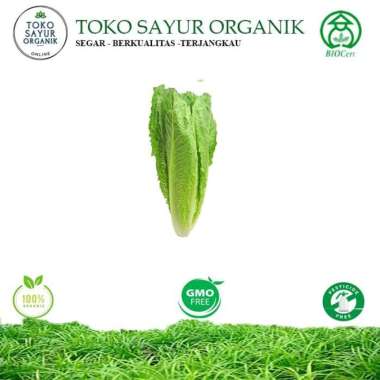 Jual Selada Romaine Lettuce Murah - Update Harga Grosir Hari Ini | Blibli