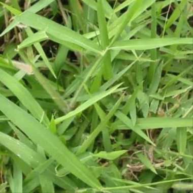 Jual Bibit Rumput Signal Original Murah - Harga Diskon Desember 2022 ...