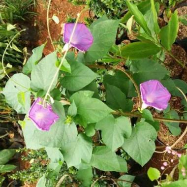 Jual Tanaman Rambat Morning Glory Original Murah - Harga Diskon Mei ...