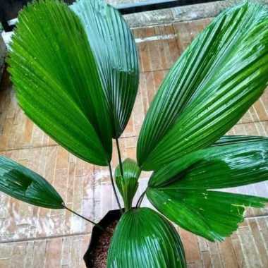 Jual Pohon Kol Original Murah - Harga Diskon November 2022 | Blibli.com