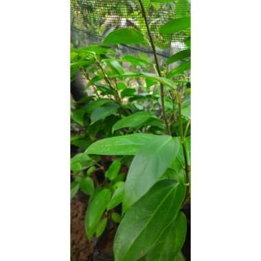 Jual Daun Cincau Hijau 💯 Harga Murah & Kualitas Terbaik Juni 2026