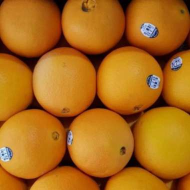 Jual Jeruk Sunkist Navel Termurah - Harga Grosir Terupdate Hari Ini ...