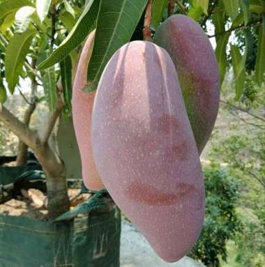 Jual Buah Mangga Brazil Original Murah - Harga Diskon Desember 2022 ...