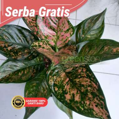 Bunga Aglonema - Harga Terbaru Agustus 2024 | Blibli