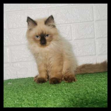 Jual Kucing Ragdoll Ped Original Murah - Harga Diskon Mei 2023 | Blibli.com
