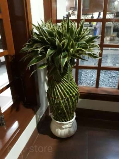 Jual Bunga Bambu Hoki Original Murah - Harga Diskon Mei 2024 | Blibli.com