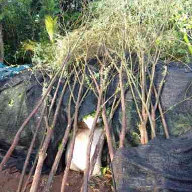 Jual Pohon Liang Liu Terbaik Januari 2023 - Harga Murah & Gratis Ongkir ...