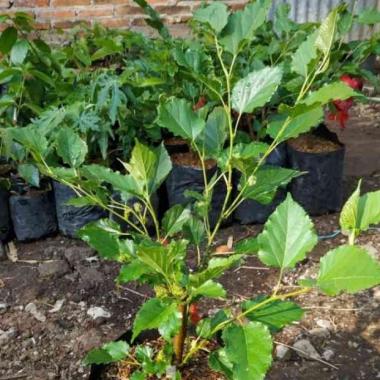 Jual Pohon Murberi Original Murah - Harga Diskon November 2022 | Blibli.com