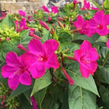 Jual Tanaman Kembang Bunga Terlengkap - Harga Murah Juni 2022 | Blibli