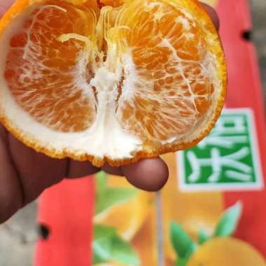 Jual Jeruk Wogan Mandarin Harga Grosir Juli 2024 - Blibli