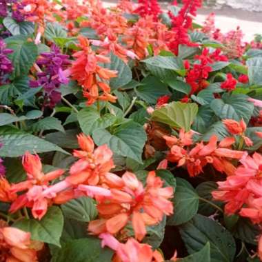 Jual Salvia Divinorum Original Murah - Harga Diskon Maret 2023 | Blibli.com