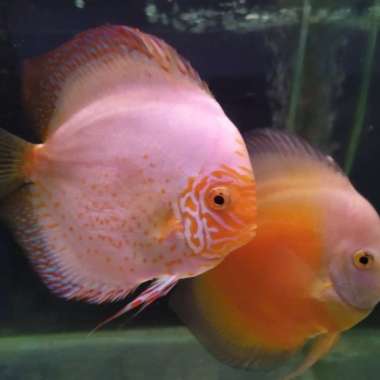 Jual Ikan Discus Pair Terbaik Februari 2023 - Harga Murah & Gratis ...