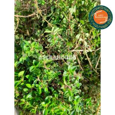 Daun Thyme - Harga Terbaru Juli 2024 & Gratis Ongkir | Blibli