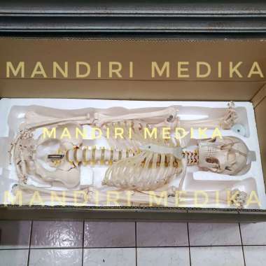 Jual Phantom Kerangka Manusia Original Harga Termurah Mei 2023 | Blibli