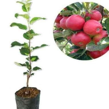 Jual Apel Rome Beauty Terlengkap - Harga Murah September 2022 | Blibli