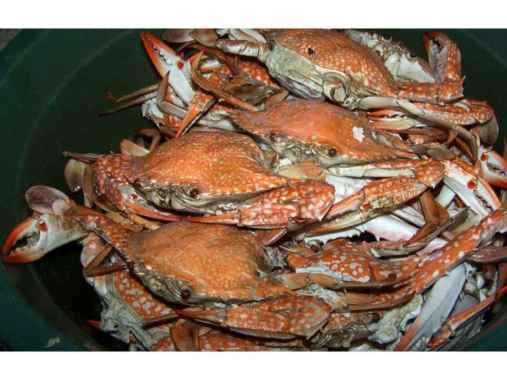 Jual Daging Rajungan Segar Termurah - Harga Grosir Terupdate Hari Ini ...