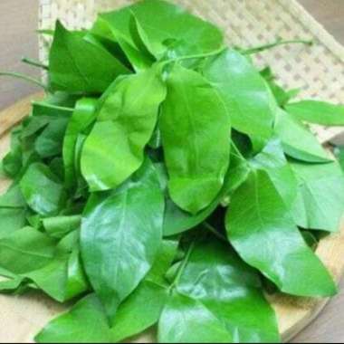 Daun Melinjo 1 Kilo Gratis Ongkir 🏷️ Harga Murah Juni 2026