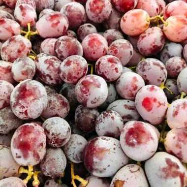 Jual Anggur Redglobe 1 Kg Termurah - Harga Grosir Terupdate Hari Ini ...