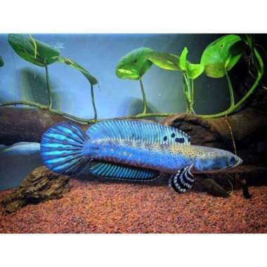 Jual Cana Blue Pulcra Original Murah - Harga Diskon Maret 2023 | Blibli.com