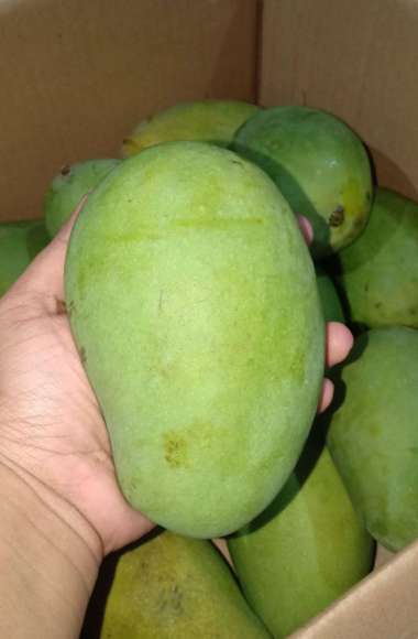 Jual Mangga Harum Manis 1 Kg Original Murah - Harga Diskon September ...