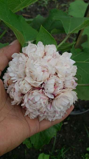 Sekar Malam Lengkap Harga Terbaru Oktober 2022 | Blibli